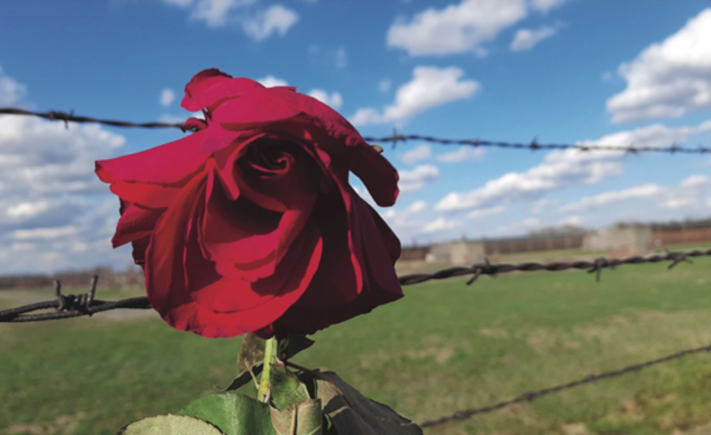 Volkstrauertag: An Frieden und Menschlichkeit erinnern
